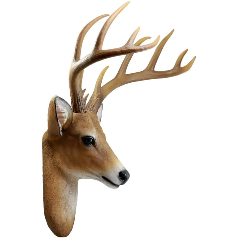 12 Point Whitetail Buck