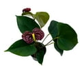 Burgundy Anthurium, Flamingo Flower, Ombre Sempre, Red Peace Lily ...