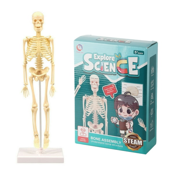 Amdohai Human Body Model Skeleton Simple Assembly Learning Tool Kit ...