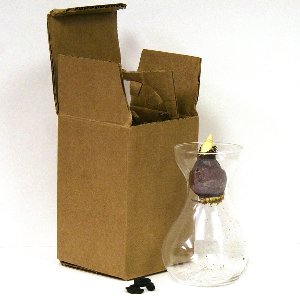 Van Zyverden Hyacinth Kit Red with Clear Artisan Glass 1 Bulb Red Part Sun