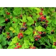 50 WHITEBARK Black RASPBERRY Western Blackcap Raspberry Rubus ...