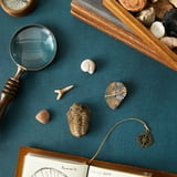 20 Pack Real Bone Replicas from Morocco, Trilobite, Orthoceras, Shark ...