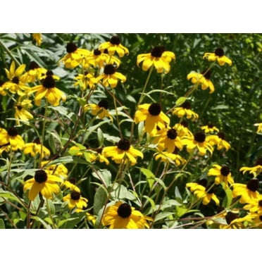 6 Sunflower Collection - Autumn Beauty, Black Russian, Chocolate Cherry ...