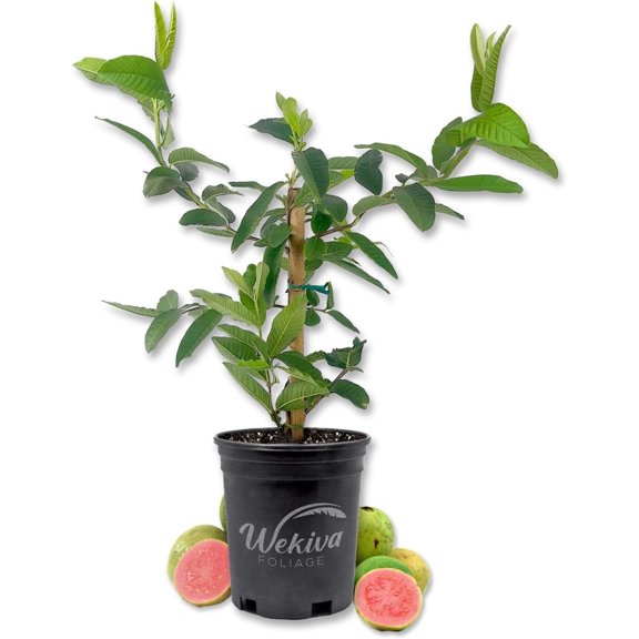 Barbie Pink Guava Plant - Large Fruit, Psidium Guajava - Live Indoor ...