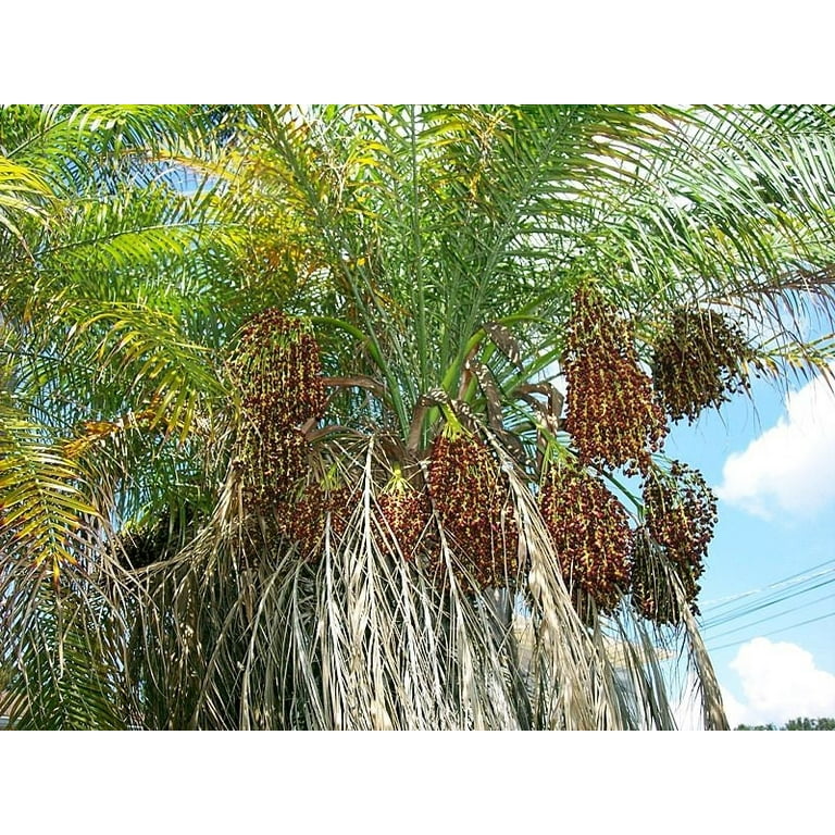 Dates Fruit Tree