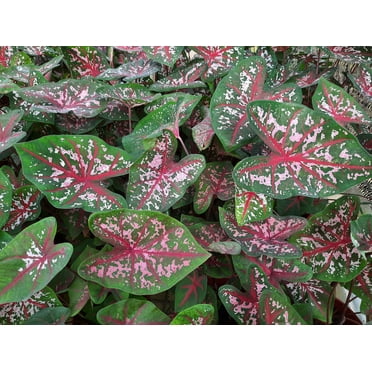 Caladium White Christmas or "Candidum" or Allure" (3 Bulbs ...