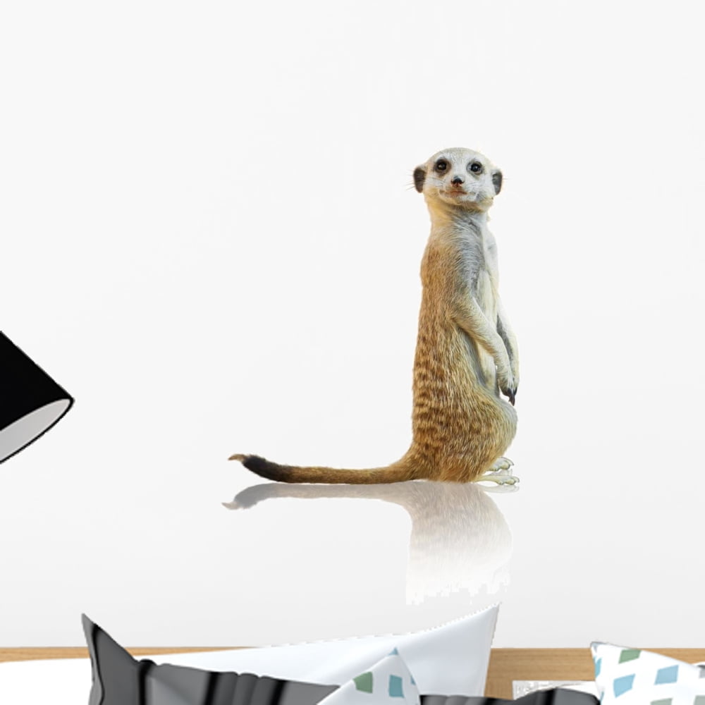Portrait Meerkat Wall Decal by Wallmonkeys Peel and Stick Graphic (18 ...