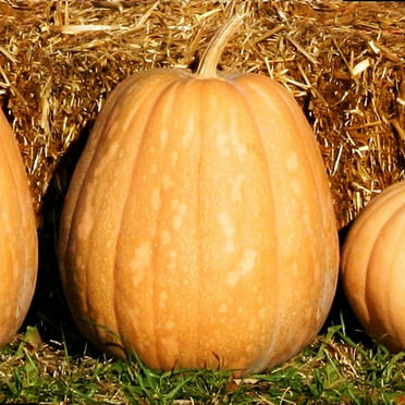 Squash Butternut, Waltham - packet - Walmart.com