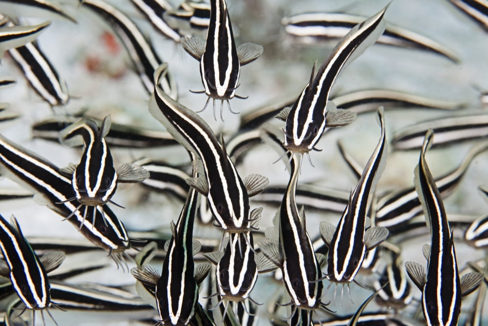 Striped catfish (Plotosus lineatus) they have venomous spine in front ...
