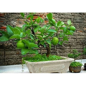 Chinese Date Bonsai Tree Seeds for Planting - 6 Seeds - Jujube, Chinese ...