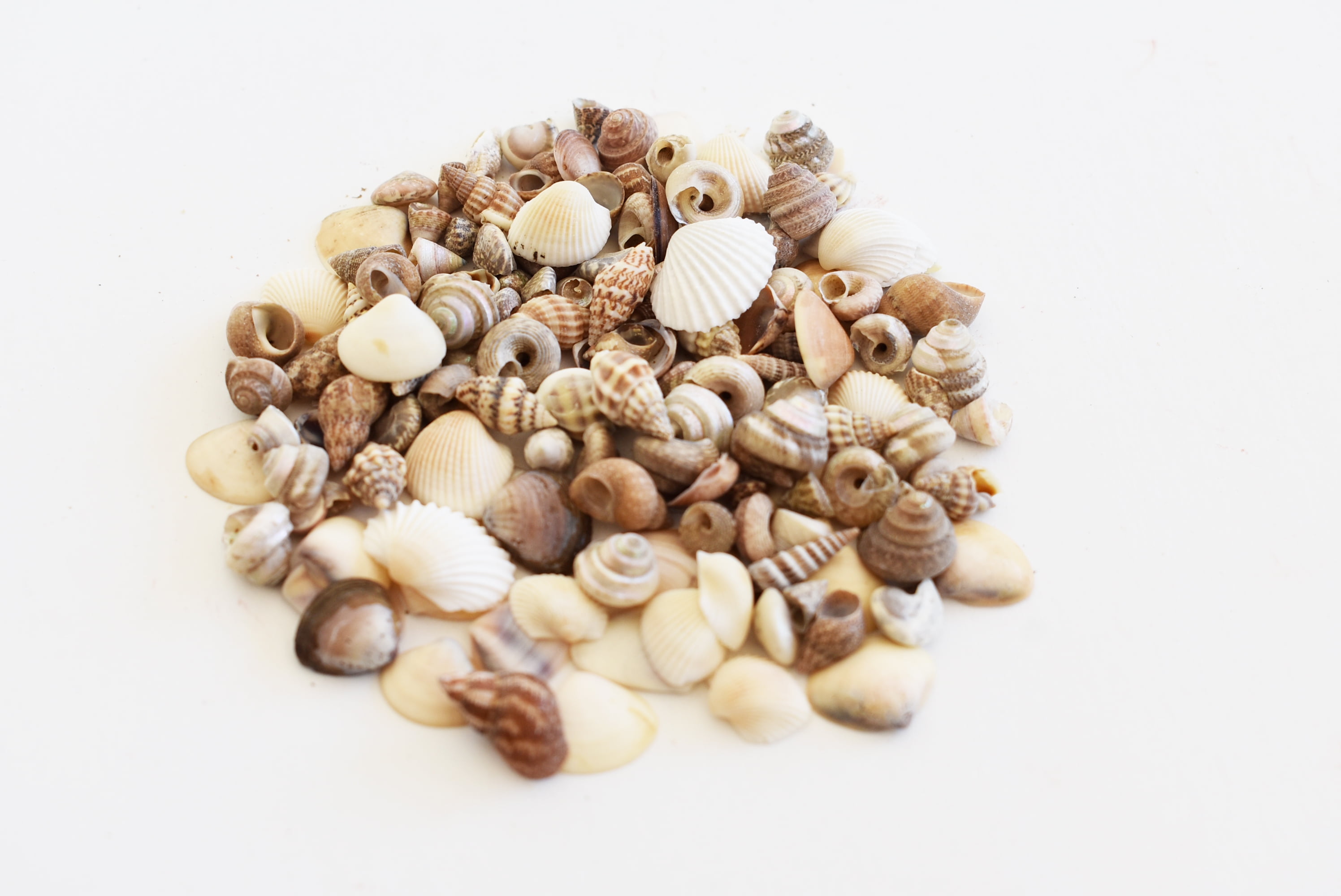 4 oz (1 Cup) Tiny Indian Ocean Shells Mix Mini Shells 1/4" Seashells ...