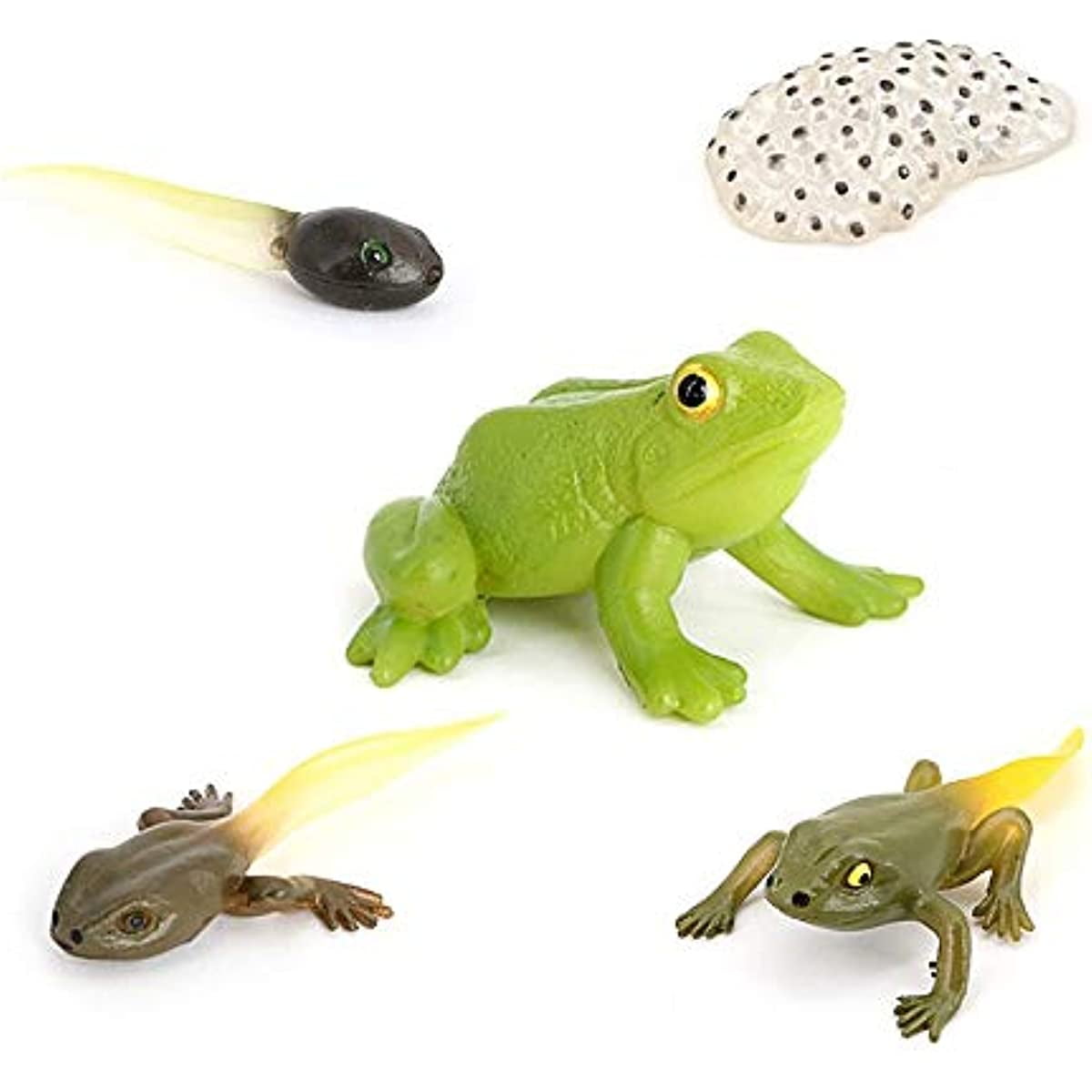 TANG DYNASTY 5PCS Frog Animal Life Cycle,Insect Growth Cycle Model,Hand ...