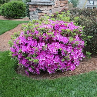 Encore Azalea Autumn Sangria Live Shrubs - Walmart.com