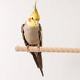 Bird Shower Perch with Suction Cup, Bird Perch, Natural Wood Parrot ...