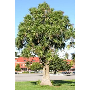 Three Kings Cabbage Tree Seeds for Planting (30 Seeds) - Cordyline ...