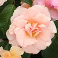 Honey Nectar™ Grandiflora Rose by Heirloom Roses - Apricot Rose Bush ...