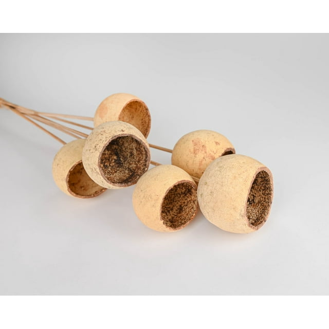 Case of 15 Bunches - Picked Bell Cups On Stem - Natural for Home ...