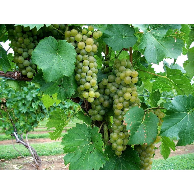 Grapes Tree Images