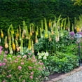 Foxtail Lily Mixture (Eremurus) Dormant Bare Root Starter Perennial ...