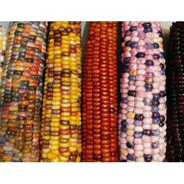 Oaxacan Green Indian Corn Seeds for Planting - 50+ Seeds - Stunning ...