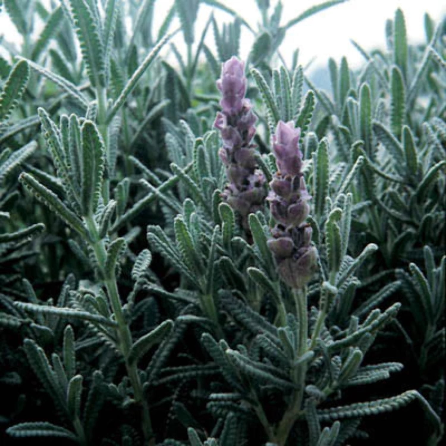 Lavender Vera Seed - Walmart.com