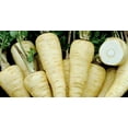 All American Parsnip Seeds, 300 Heirloom Seeds Per Packet, Non GMO ...