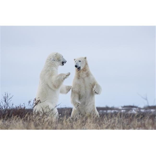 Click here for Posterazzi Dpi12296424 Polar Bears Sparring On The... prices