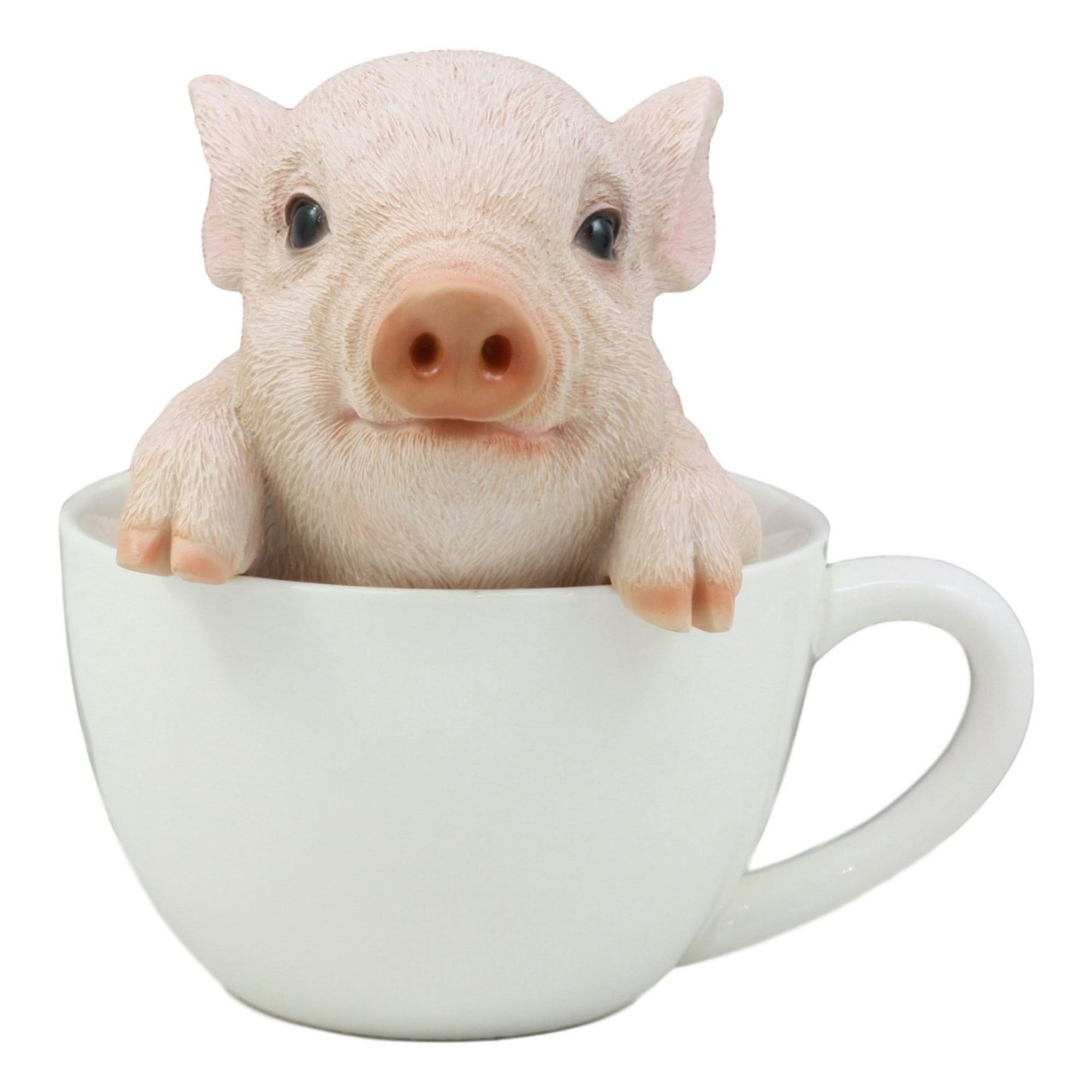 Cute Teacup Piglets