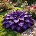 Perennial Hosta-Rare Hosta Bulbs-Surprise Growth-Perfect for gardens ...