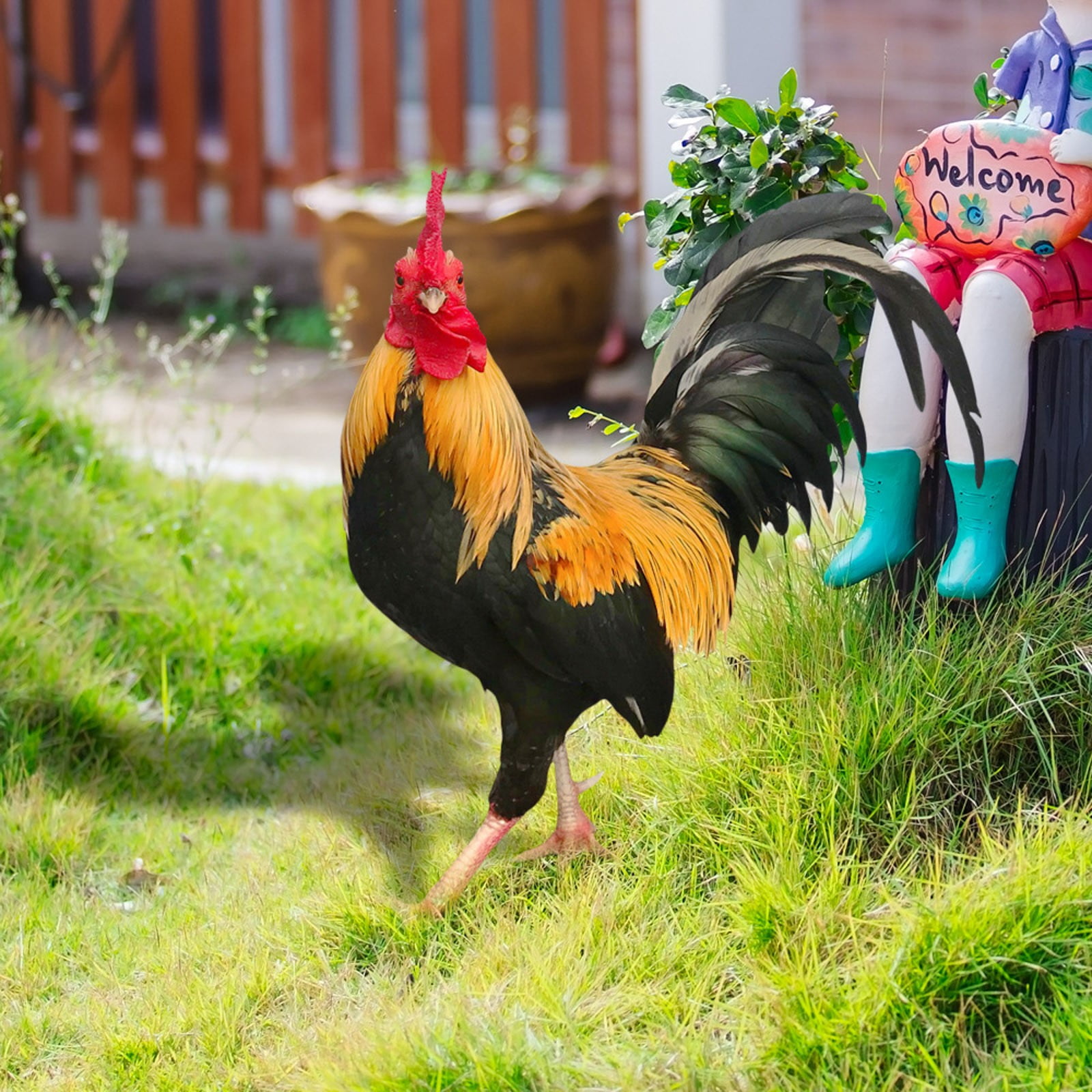 Click here for Bagmrteho Poultry Decoration Courtyard Card Size C... prices