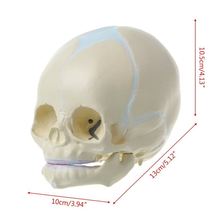Human Skull Skeleton