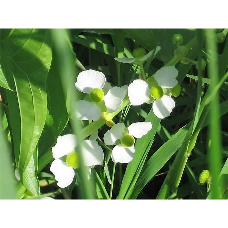 Broadleaf Sagittaria