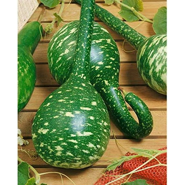 Long Handle Dipper Gourd Seeds for Planting - 20 Seeds - Walmart.com