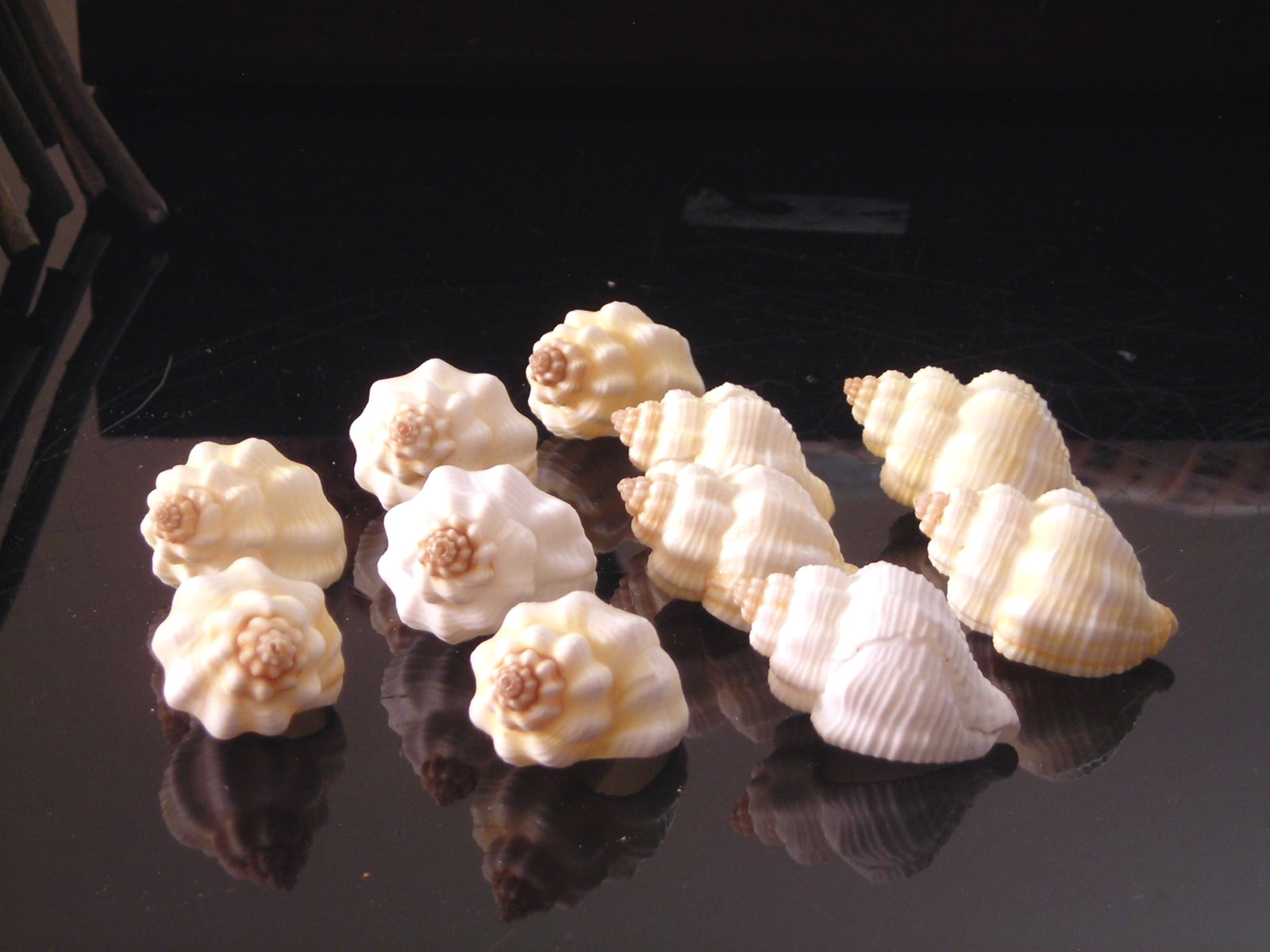 Set of 50 Beautiful Cancellaria Shells (1") Beach Arts & Crafts Hobby ...