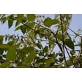 7 BLUE SAUSAGE FRUIT Edible & Ornamental Decaisnea Fargesii Tree Shrub ...