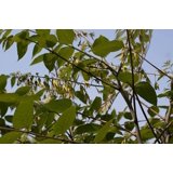 7 BLUE SAUSAGE FRUIT Edible & Ornamental Decaisnea Fargesii Tree Shrub ...
