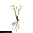Variegated Liriope Dormant Bare Root Perennial Groundcover Starter ...