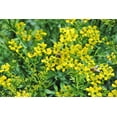 50 YELLOW RUE Herb of Grace Common Ruta Graveolens Fragrant Evergreen ...