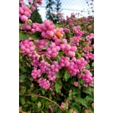 25 Seeds CORALBERRY Shrub Flower Pink Indian Currant Symphoricarpos ...