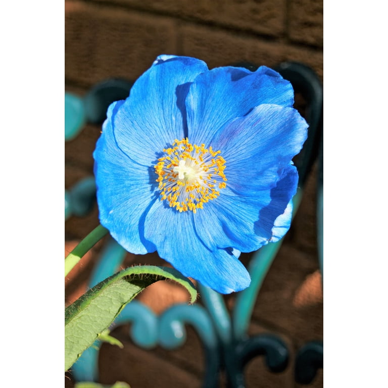 Himalayan Blue Poppy