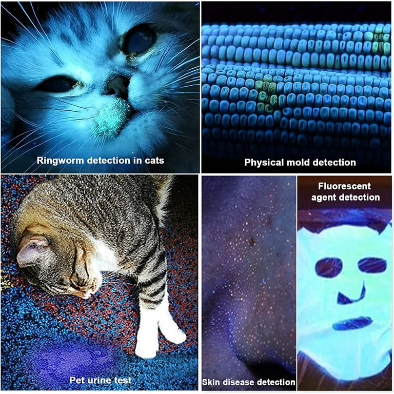 Ringworm In Cats Pictures | ppgbbe.intranet.biologia.ufrj.br