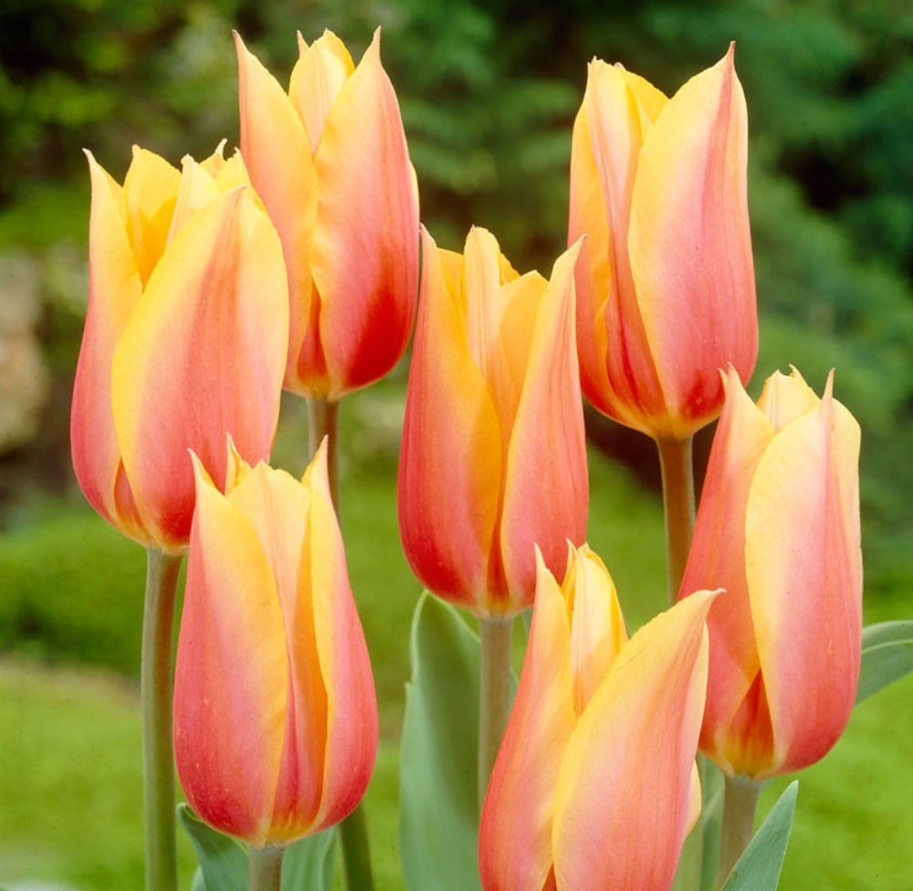 Blushing Beauty Single Late Tulip 8 Bulbs - 12/+ cm Bulbs - Walmart.com