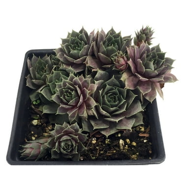 Lagger's Mini Hens & Chicks - Sempervivum - Very Hardy - 2.5" Pot ...
