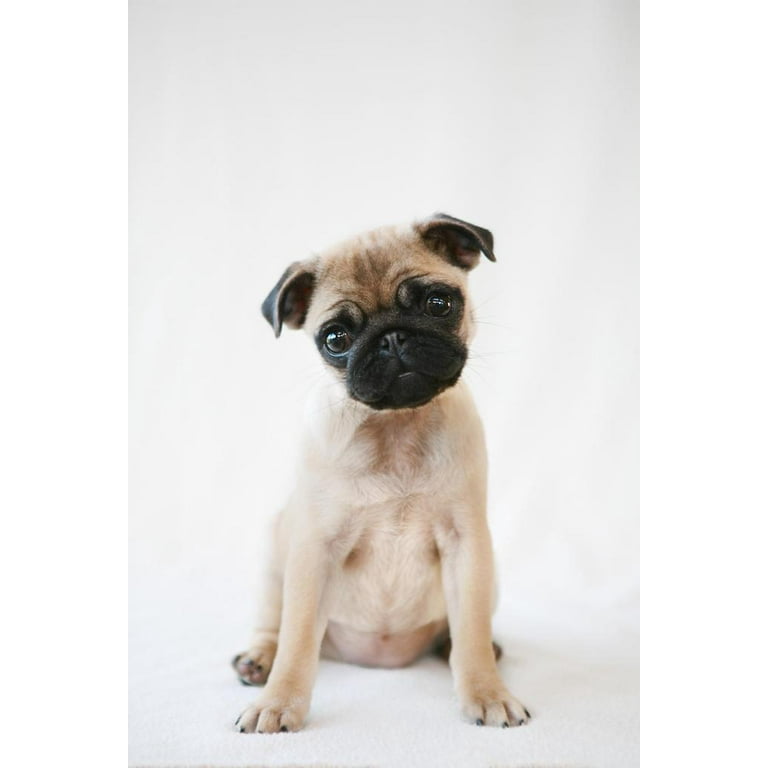 Cute Puppy Posters