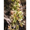 500 MUTTONGRASS Poa Fendleriana Eragrostis Mutton Grass Bluegrass ...