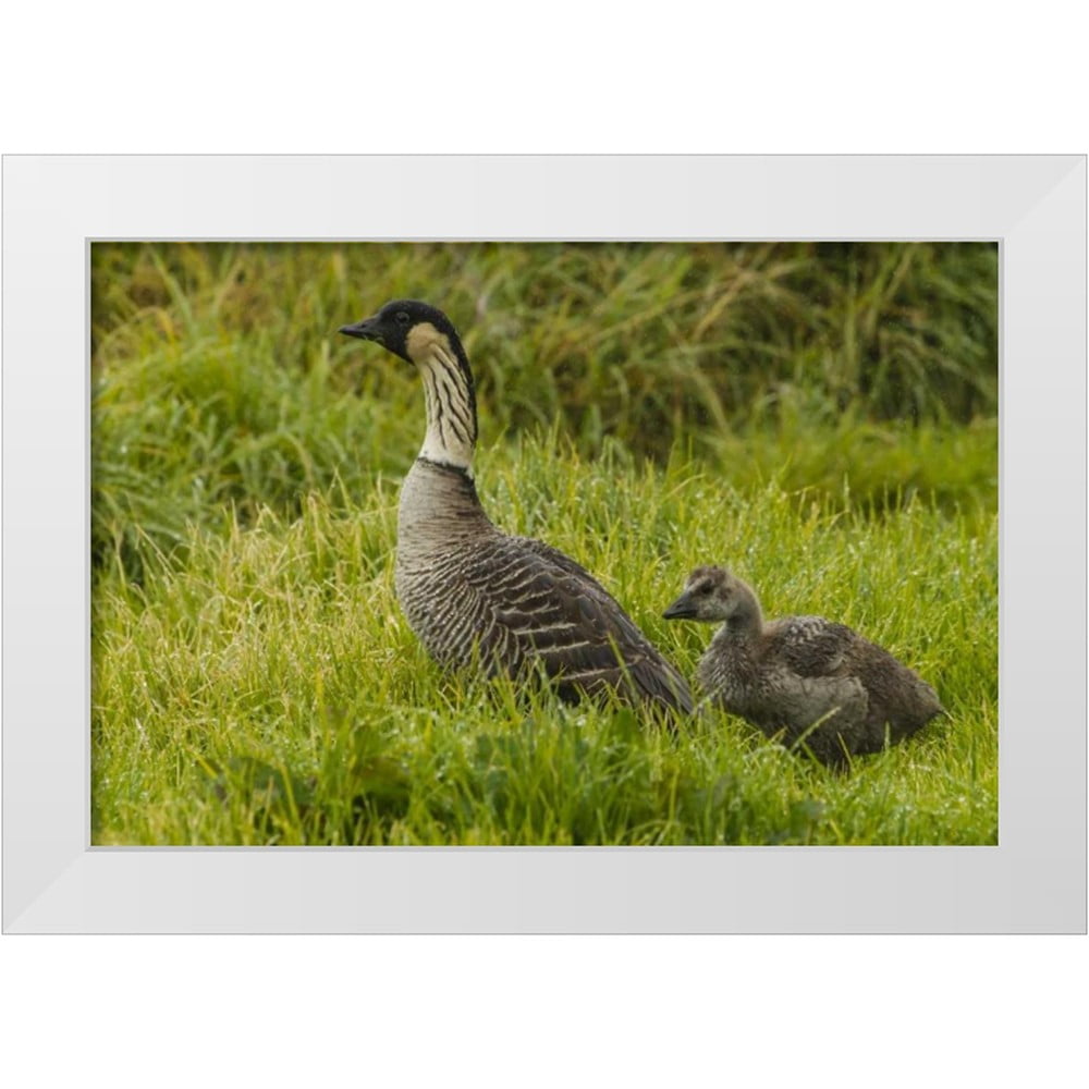 Illg, Cathy and Gordon 14x11 White Modern Wood Framed Museum Art Print ...