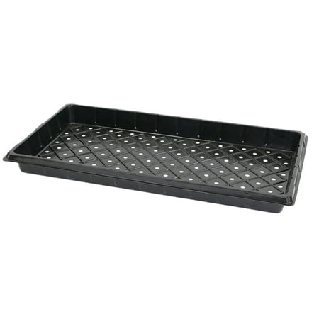 Seedling Vegetable Succulent Sprouts Flat Plate Non-porous Forest ...