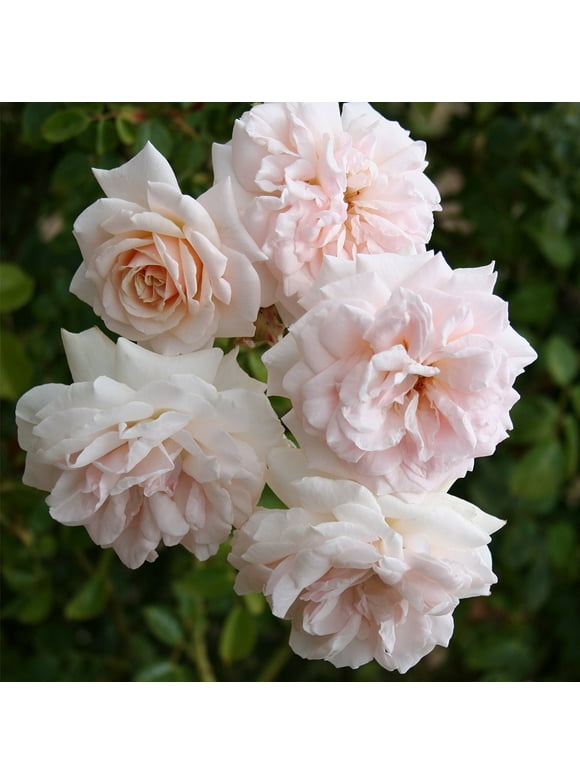 All Flowers in Flower Shop - Walmart.com