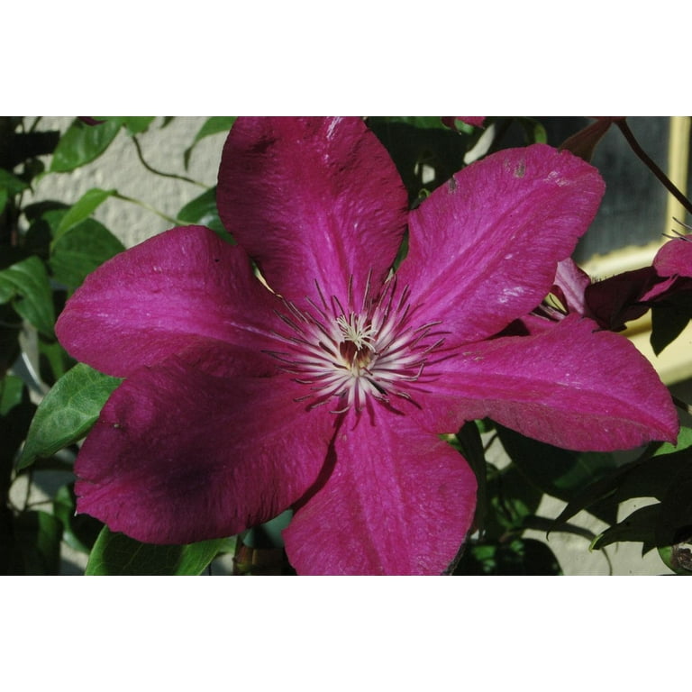 Rouge Cardinal Clematis Vine