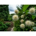 Buttonbush Seeds for Planting - 100 Seeds - Cephalanthus occidentalis ...